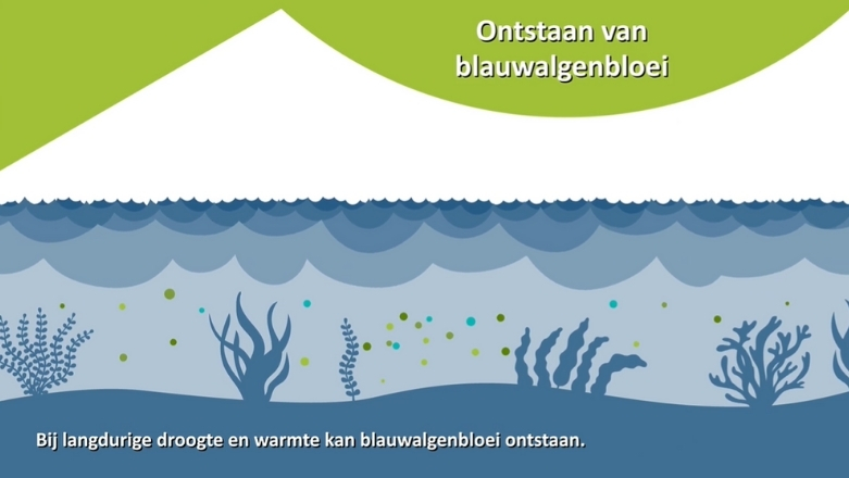 Blauwalg - Waterschap Aa en Maas