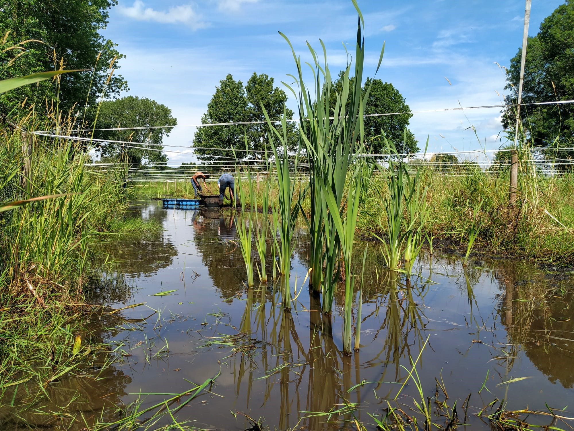 Natte teelten als alternatief voor (ver)natte percelen - Waterschap Aa ...