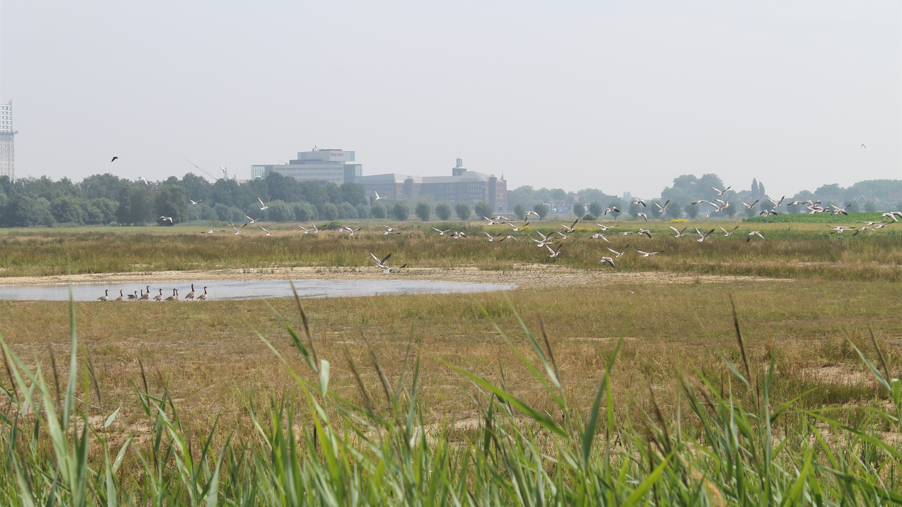 Howabo (Hoogwater Aanpak Brabant Oost) - Waterschap Aa en Maas