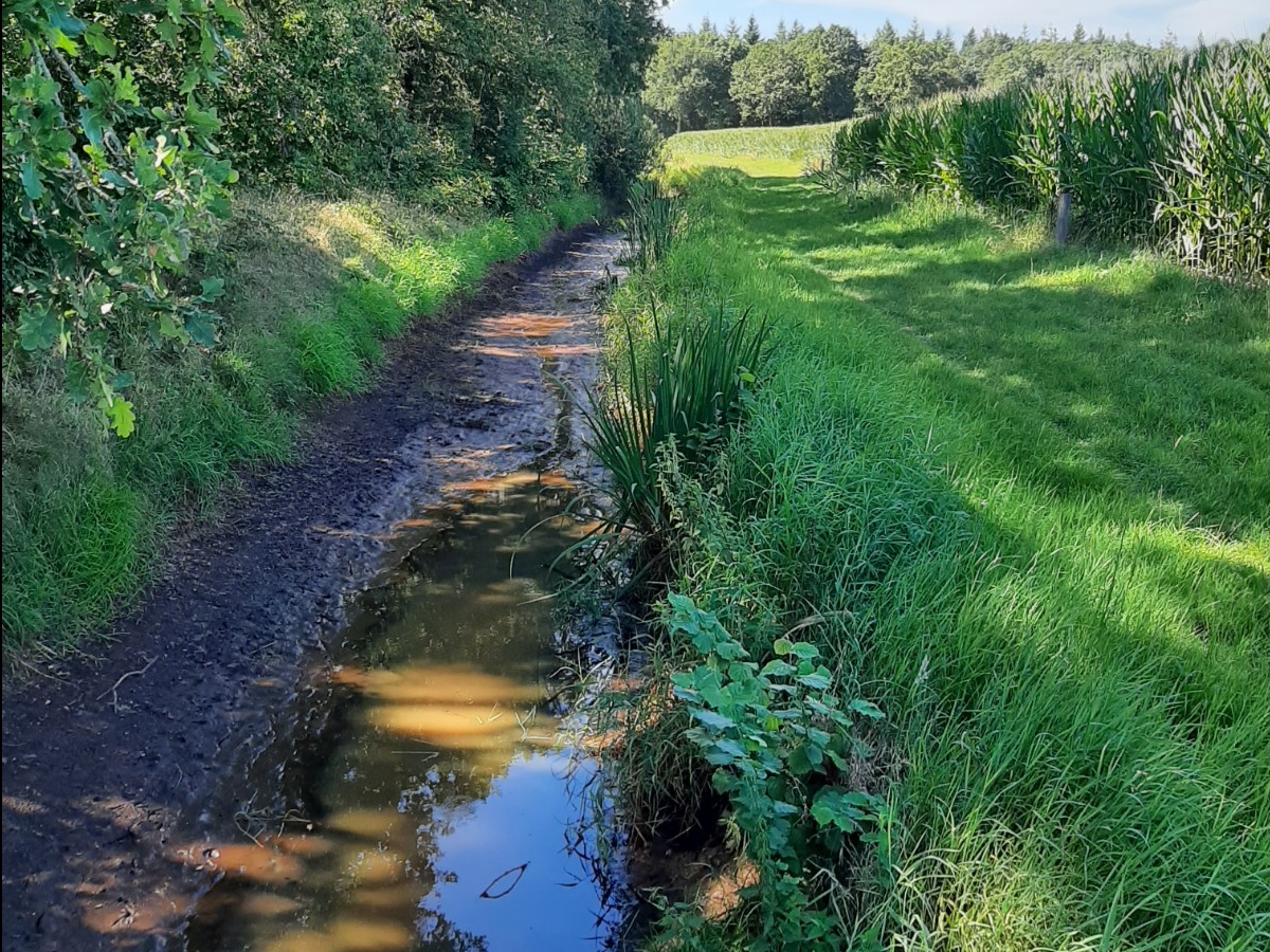 Wat doet droogte met het onderwaterleven, en herstelt het zich wel ...