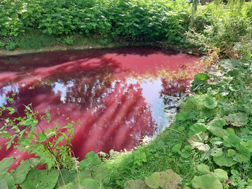 Roze water in sloot bij kruising Maaspoortweg en Koningshoeven in ’s ...